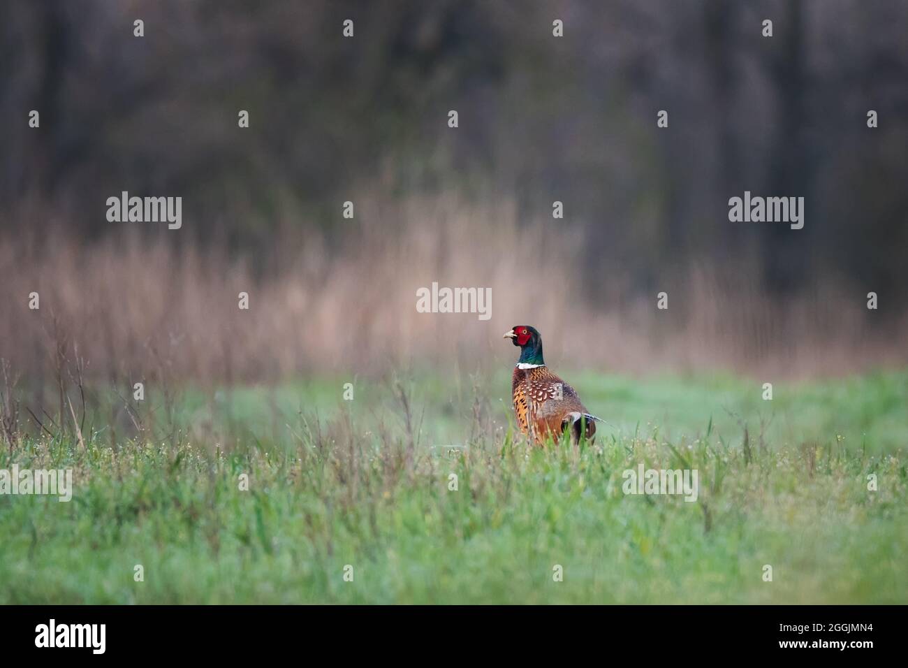 Bright male of Common pheasant with red head, blue neck, brown wings ...