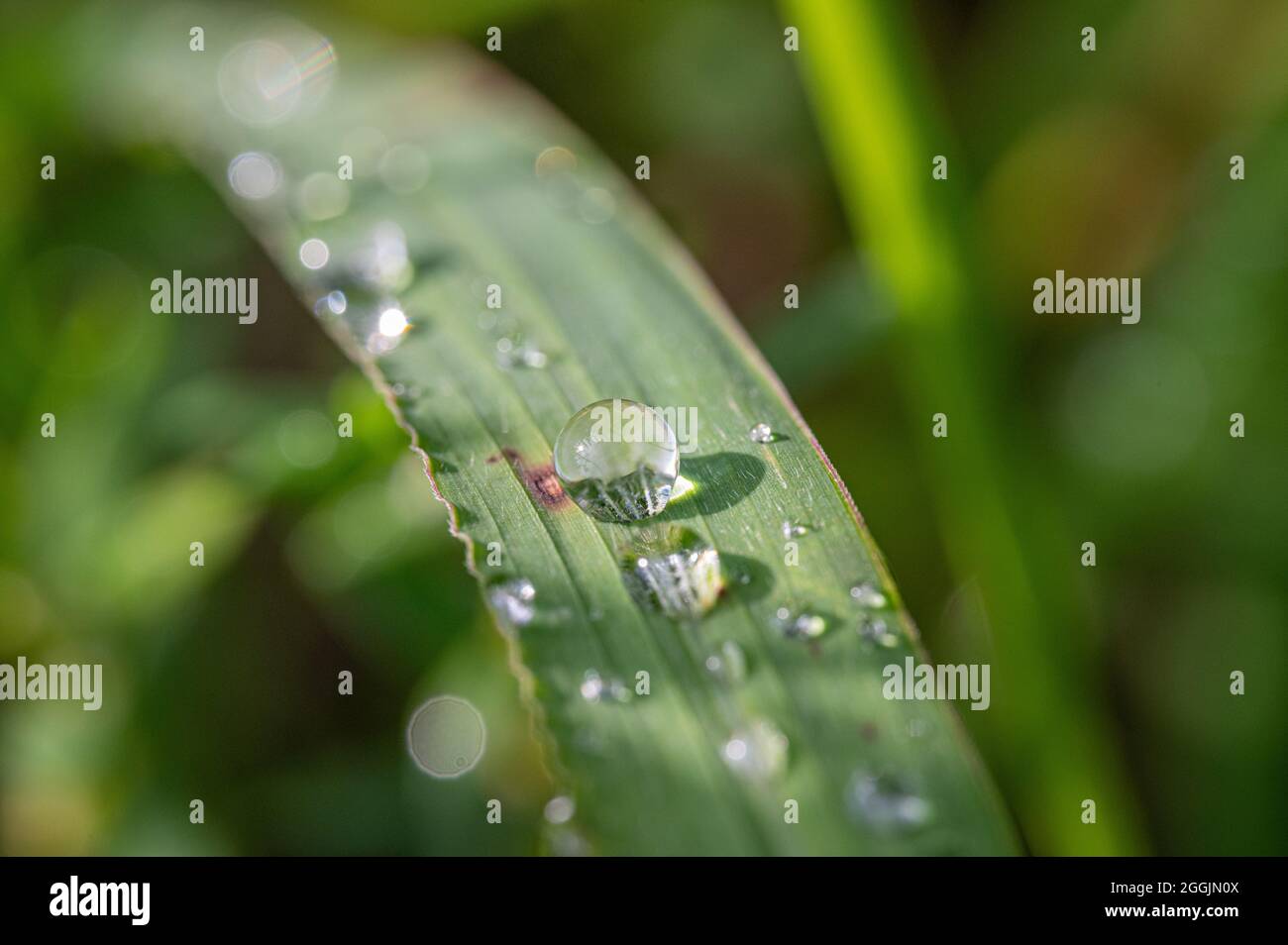 Waterdrops on gras hi-res stock photography and images - Alamy