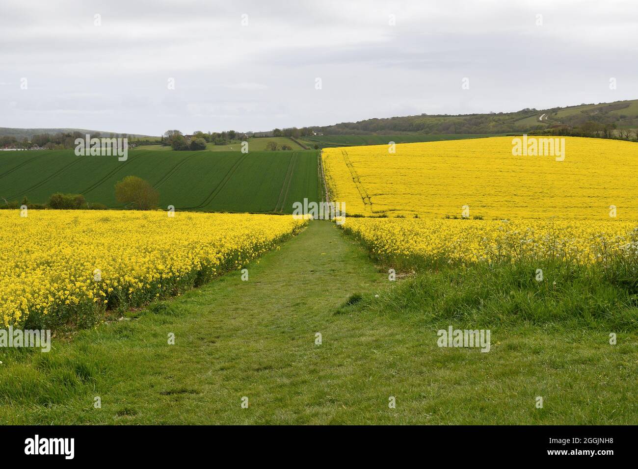 Rapeseeds hi-res stock photography and images - Alamy