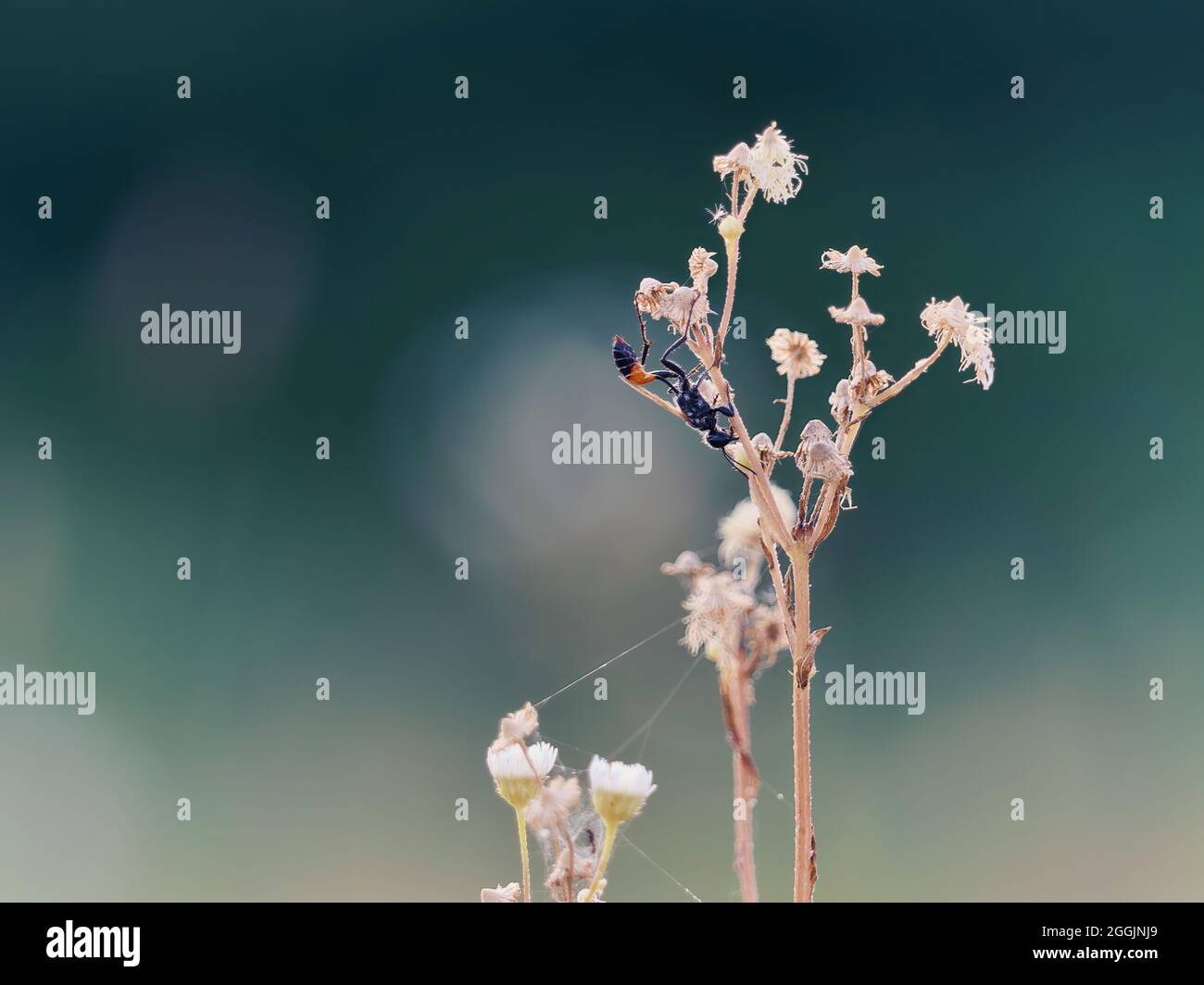 Selective focus shot of a small bug weaving webs on beautiful white ...