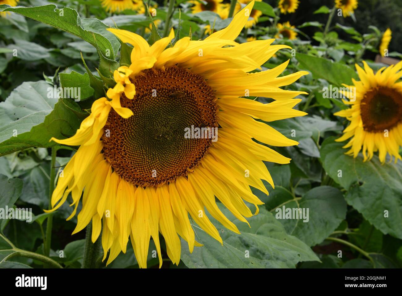 Suflower Helianus uk Stock Photo - Alamy