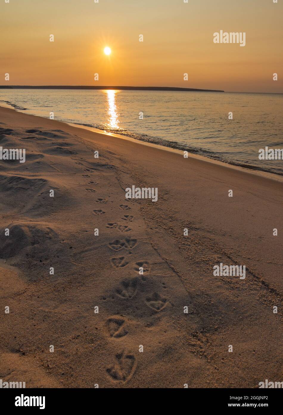 Small bird tracks in sand hi-res stock photography and images - Alamy