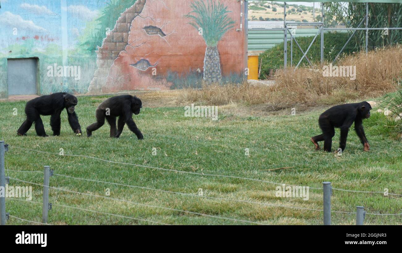 chimpanzee in zoo Stock Photo - Alamy