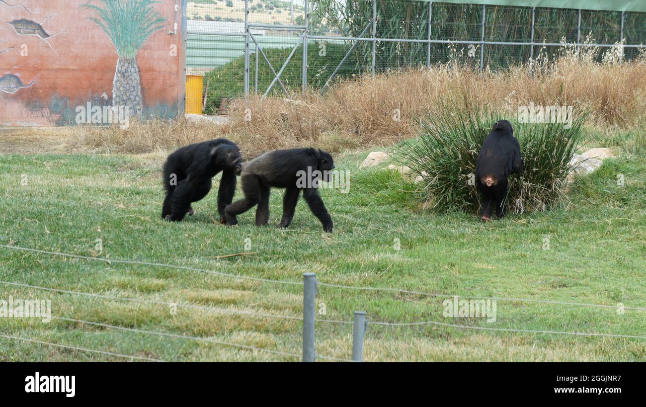 chimpanzee in zoo Stock Photo - Alamy