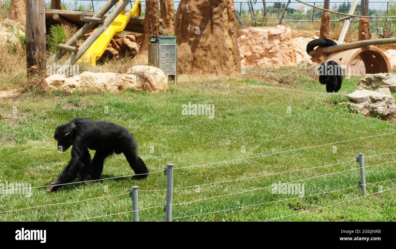 chimpanzee in zoo Stock Photo - Alamy