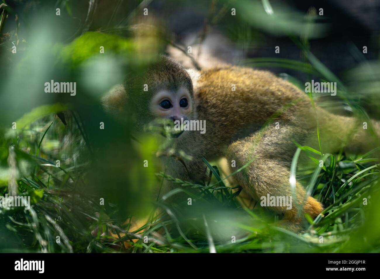 Europe, Germany, Baden-Wuerttemberg, Stuttgart, Wilhelma, capuchin ...
