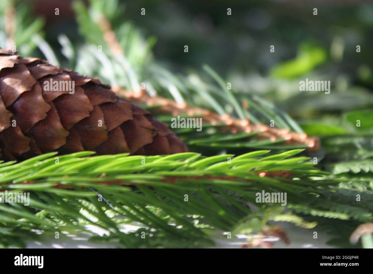 Pino green hi-res stock photography and images - Alamy Pino green hi-res stock photography and images - Alamy