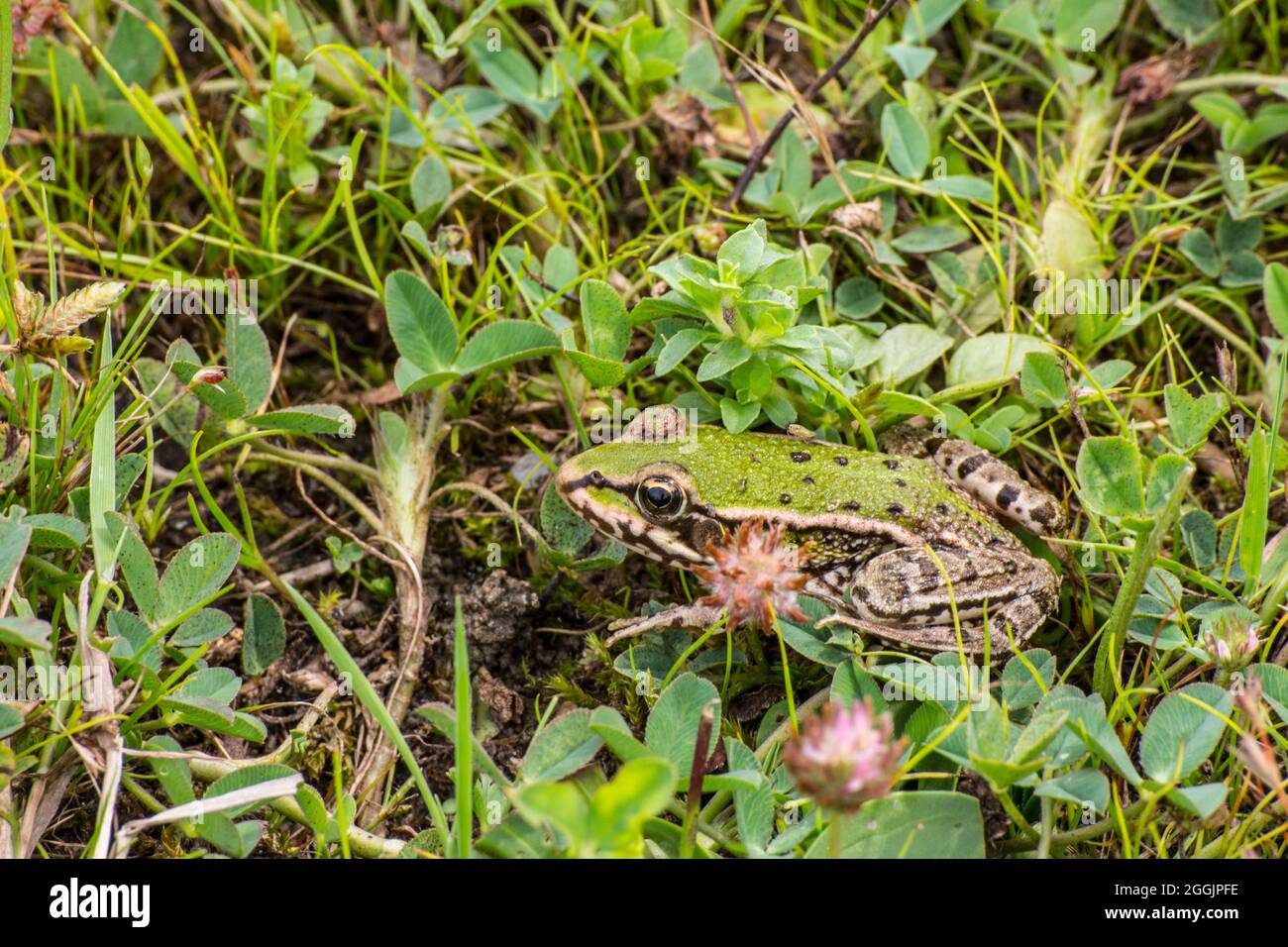 Green frog (Pelophylax kl. esculentus) hopping on fields near lake ...