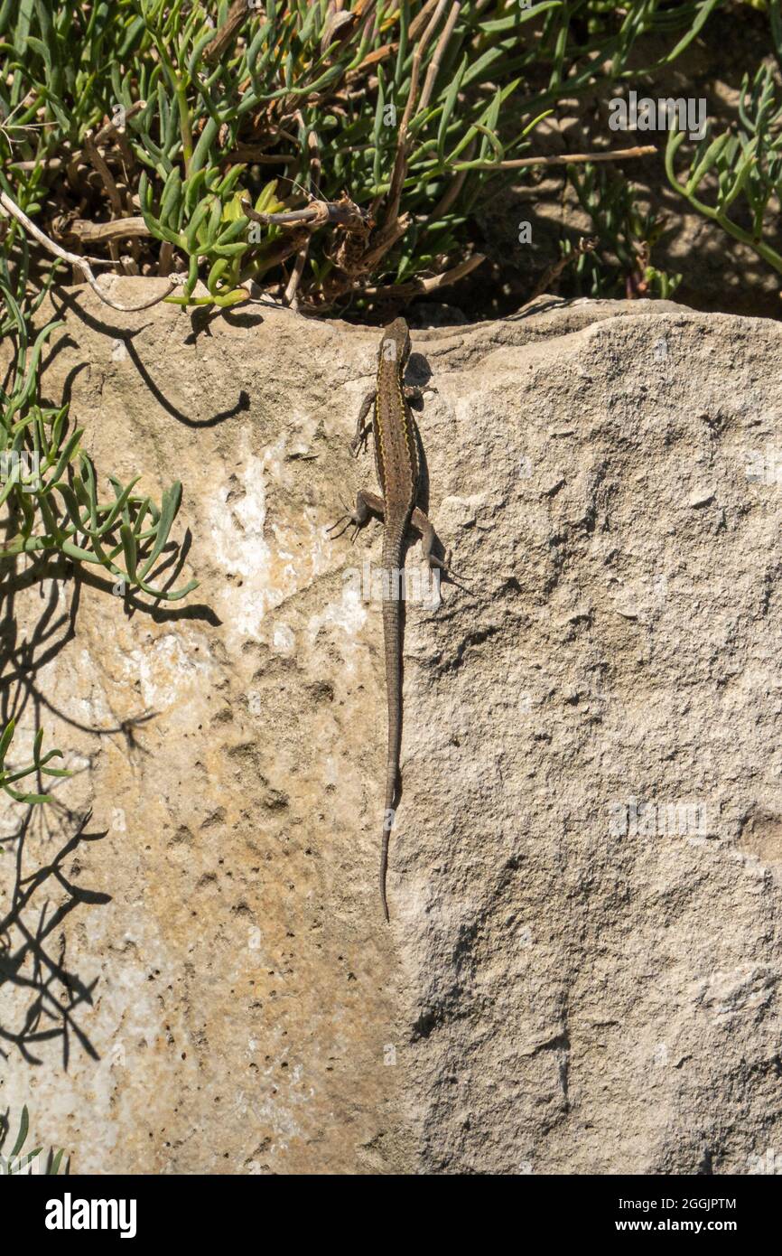 Podarcis muralis uk lizards hi-res stock photography and images - Alamy