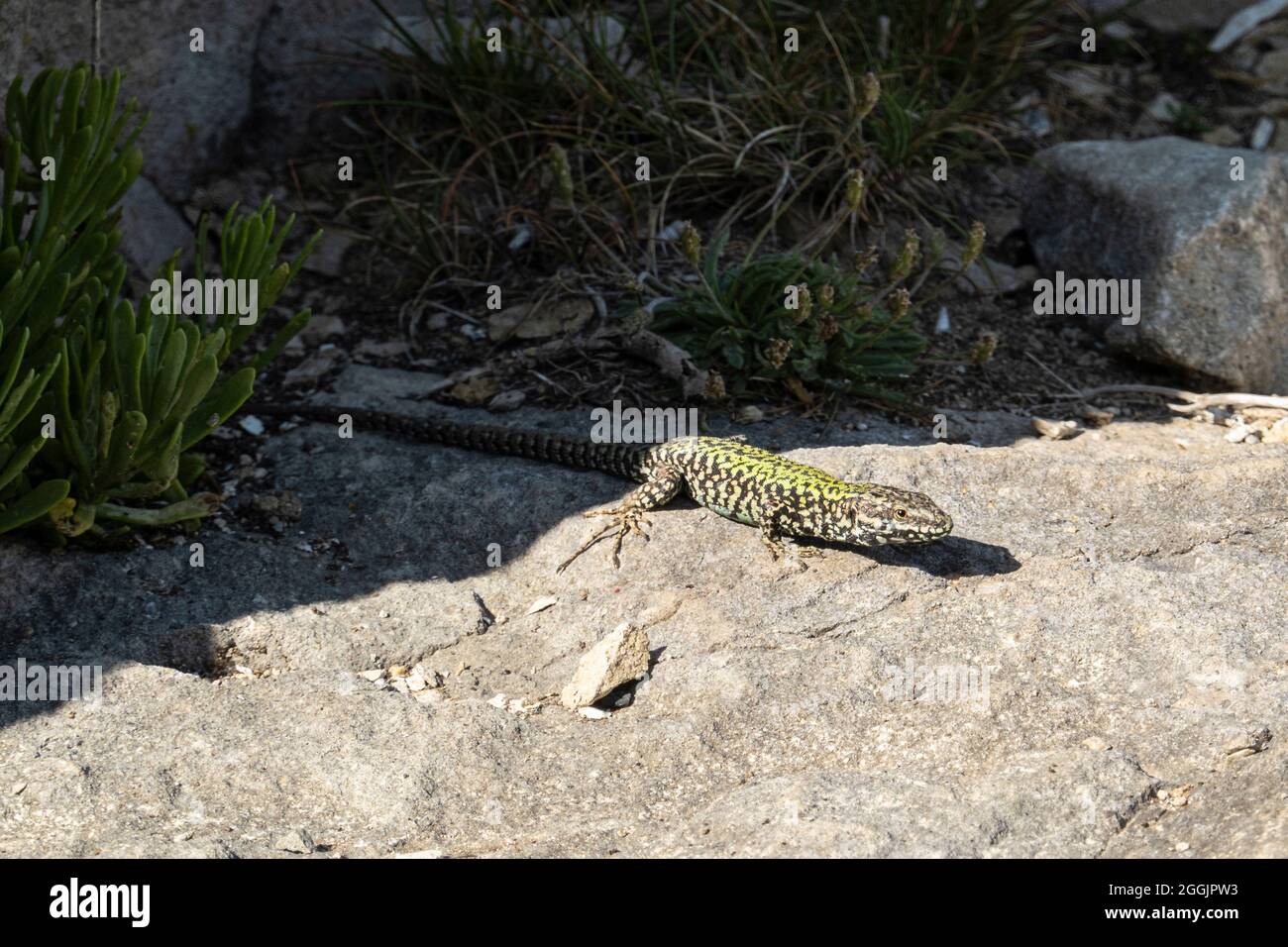 common wall lizard, Podarcis muralis, in Dorset, England Stock Photo ...