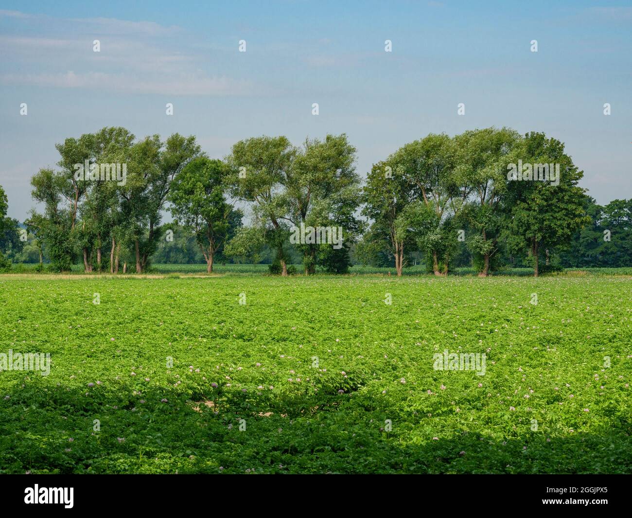 Field with row of trees hi-res stock photography and images - Alamy