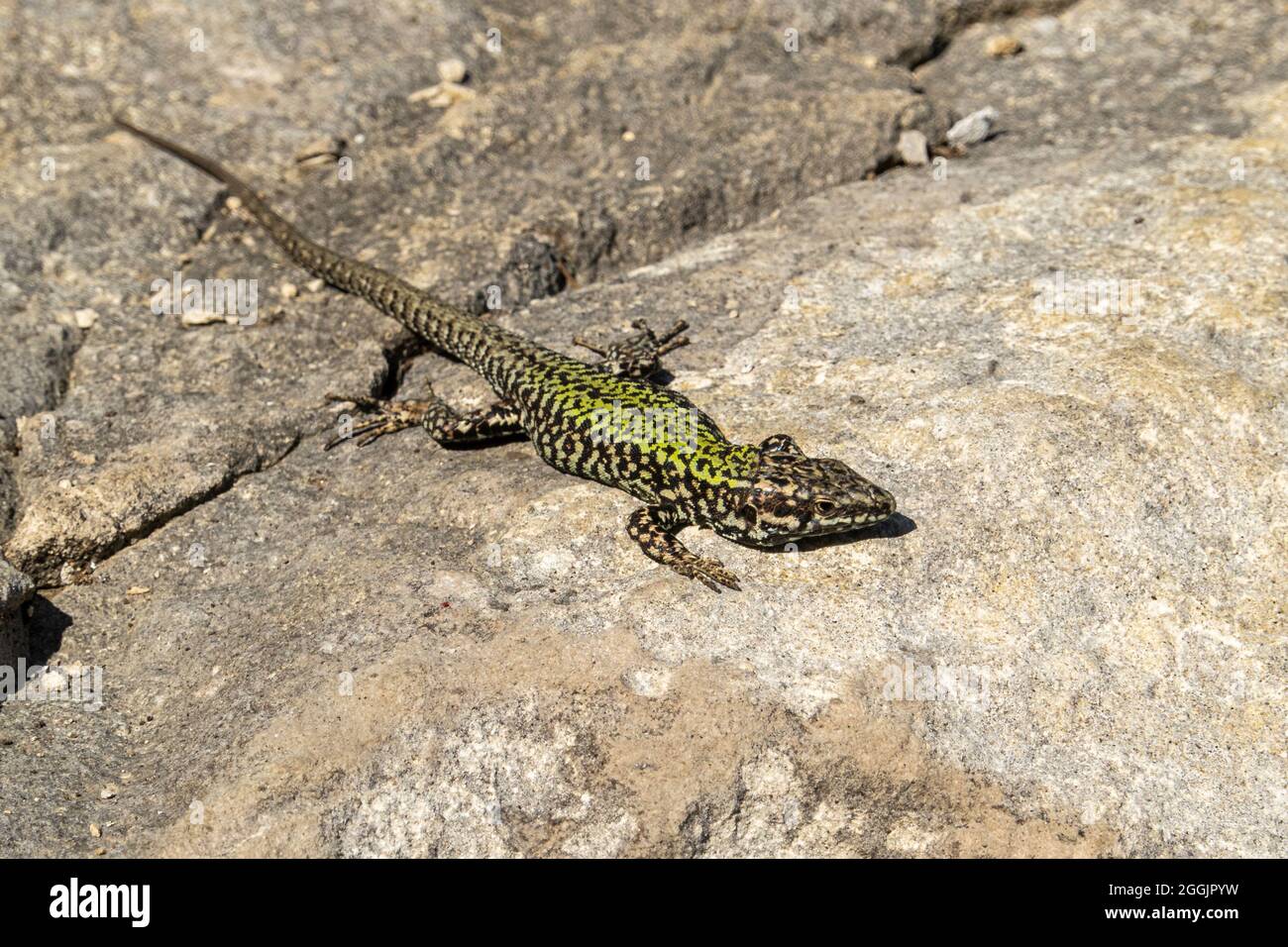common wall lizard, Podarcis muralis, in Dorset, England Stock Photo ...