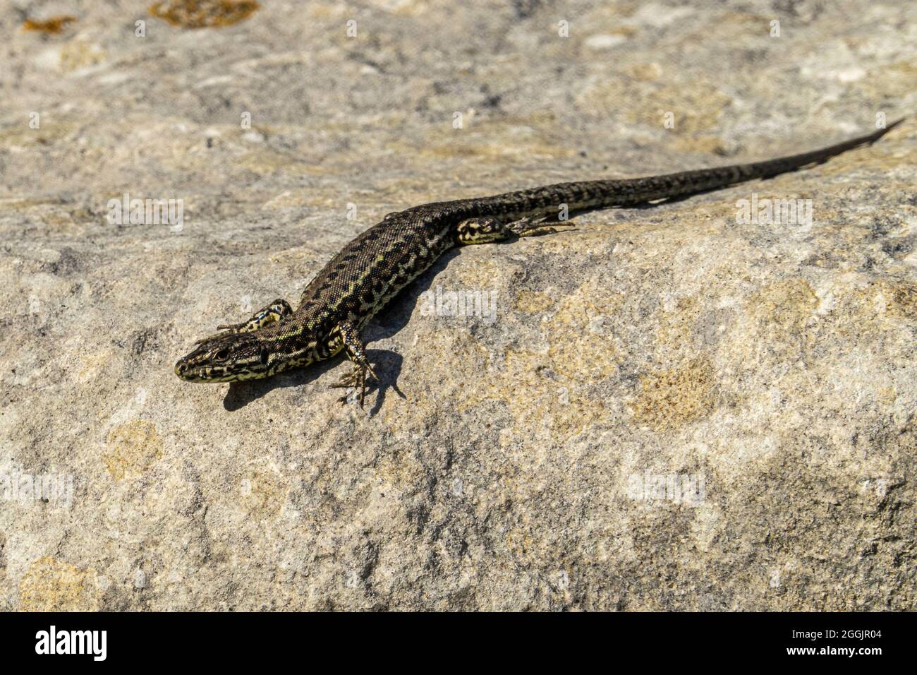 common wall lizard, Podarcis muralis, in Dorset, England Stock Photo ...