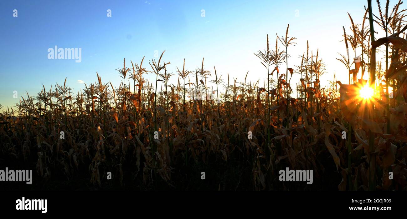 Crop of corn in cornfield field grain growing farming Stock Photo - Alamy