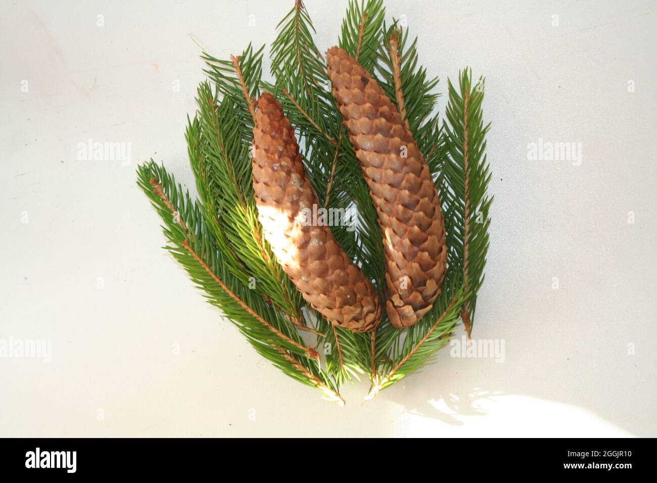 Pino nature hi-res stock photography and images - Alamy