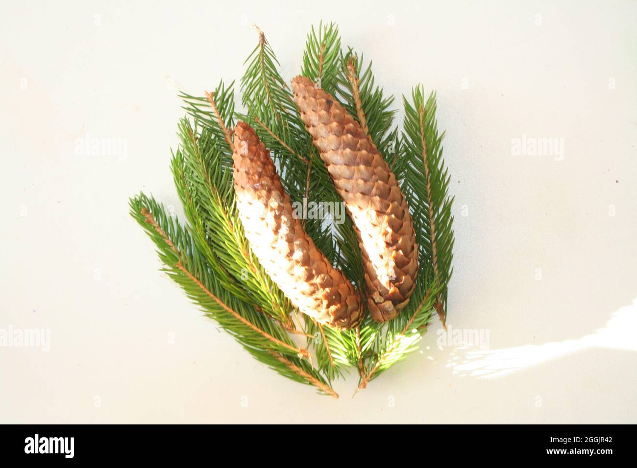 Pino green hi-res stock photography and images - Alamy