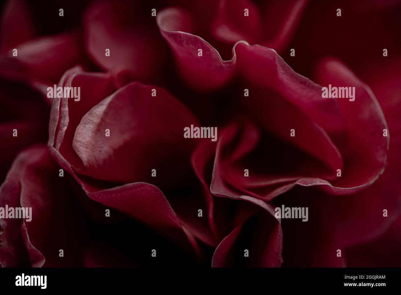 Climbing Red Rose High Resolution Stock Photography and Images - Alamy