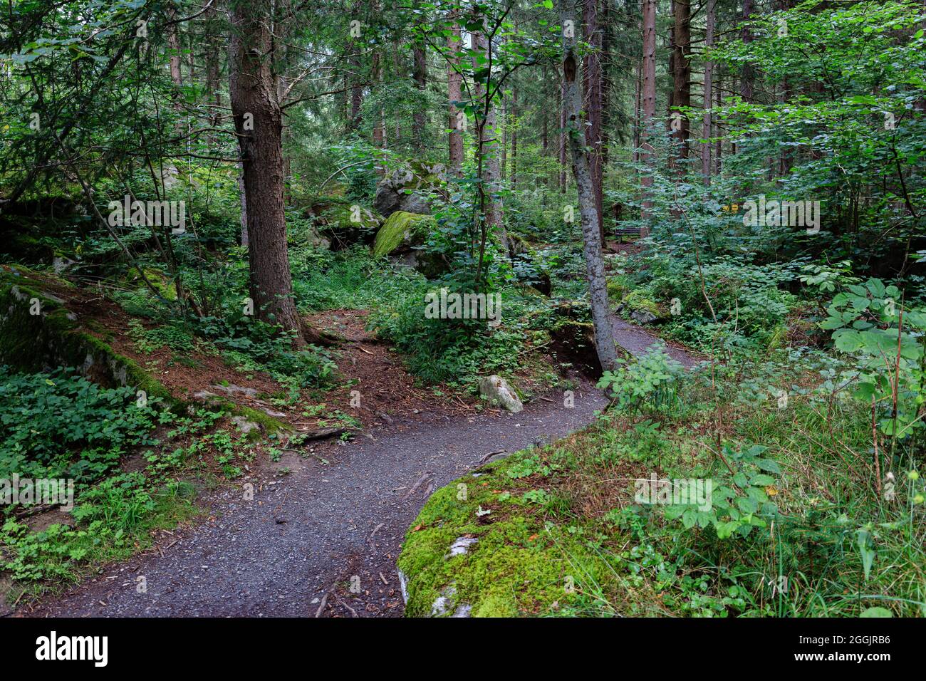 The way trough in a green forest in Austria Stock Photo - Alamy