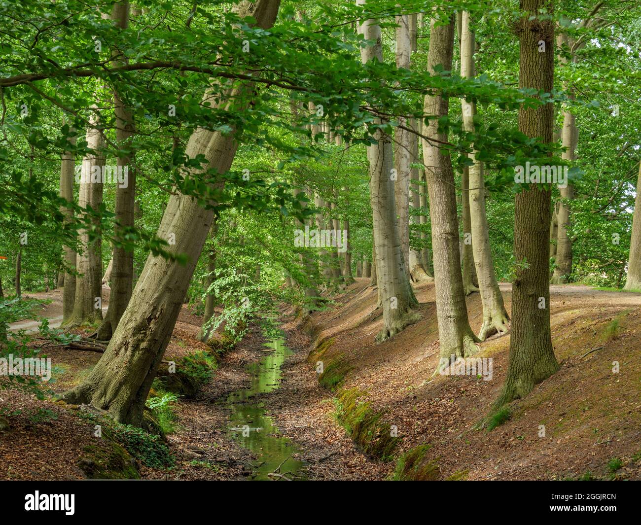 Eversburger hi-res stock photography and images - Alamy