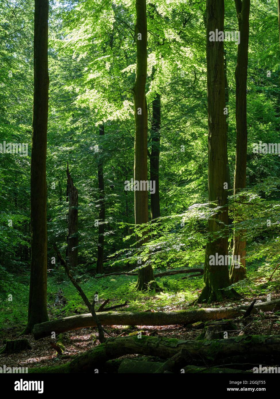 Grosser freeden hi-res stock photography and images - Alamy
