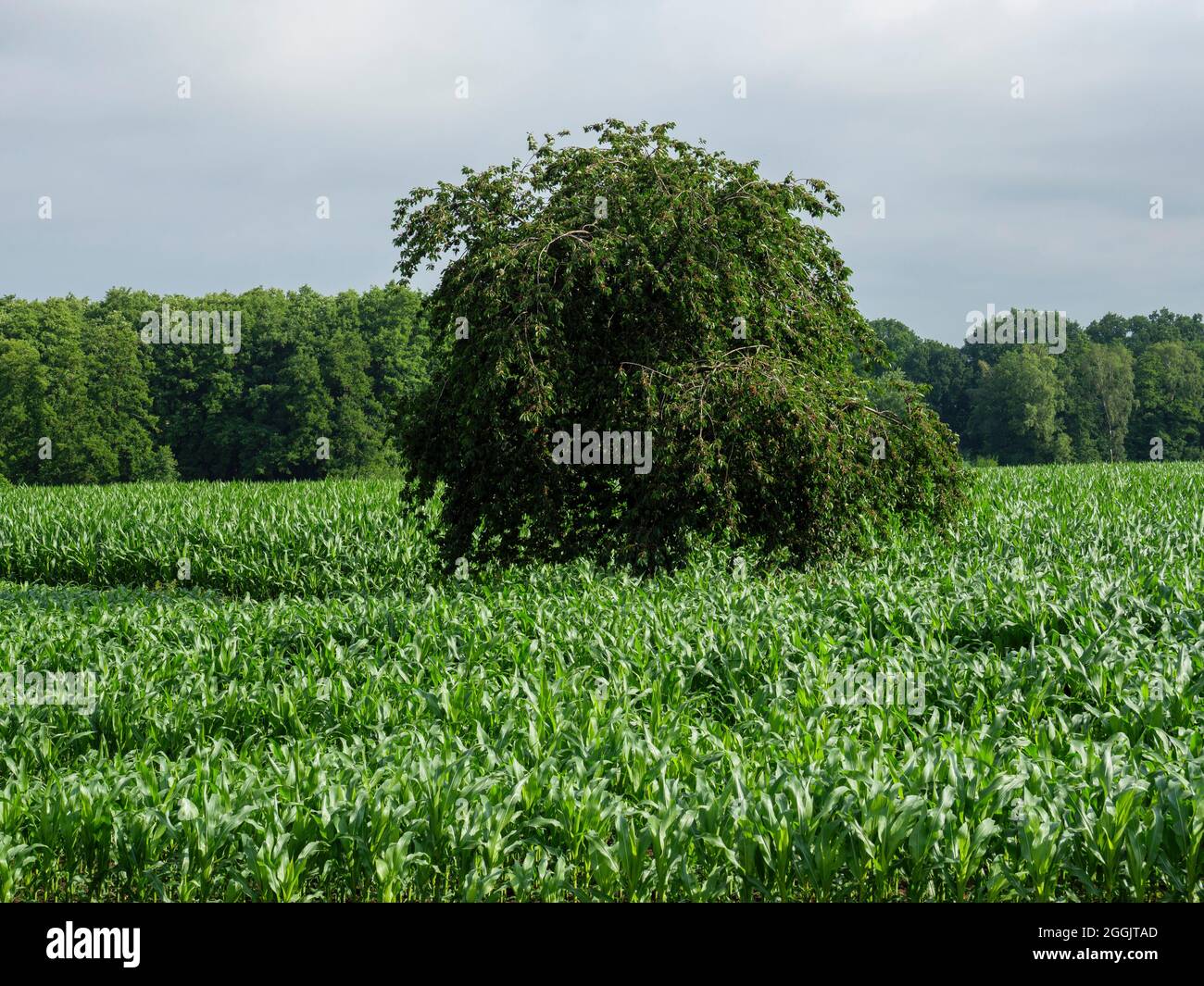 Green maize tree hi-res stock photography and images - Alamy
