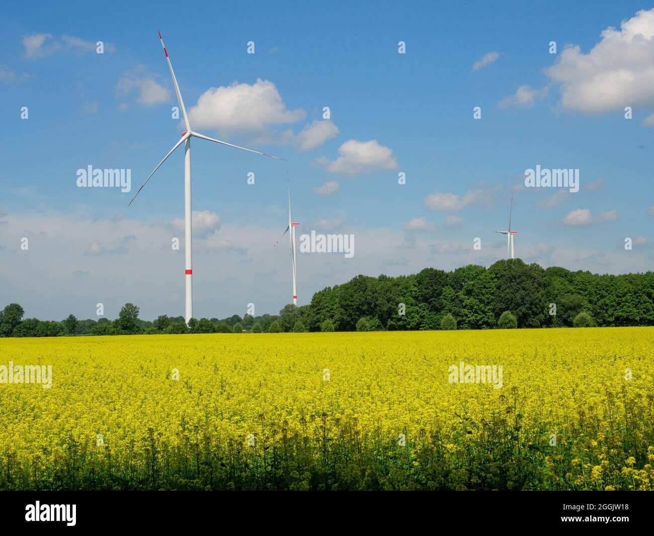 Scenery rapeseed field hi-res stock photography and images - Alamy
