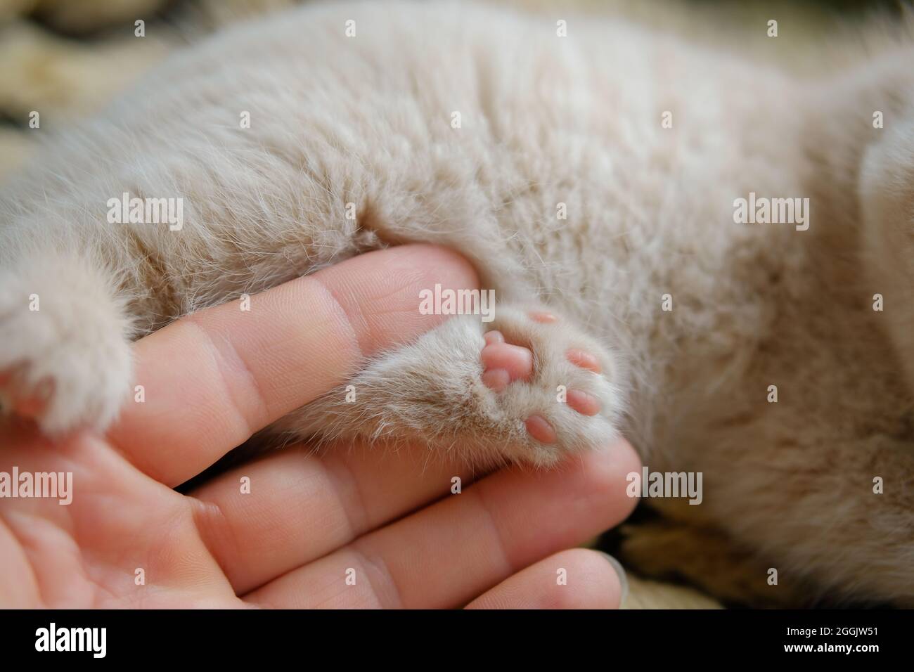 Human hand and paw hi-res stock photography and images - Alamy