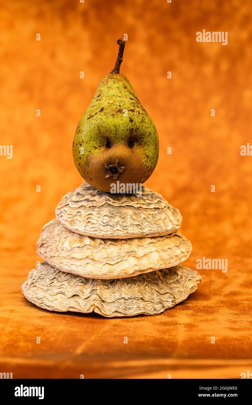 Piling shell hi-res stock photography and images - Alamy