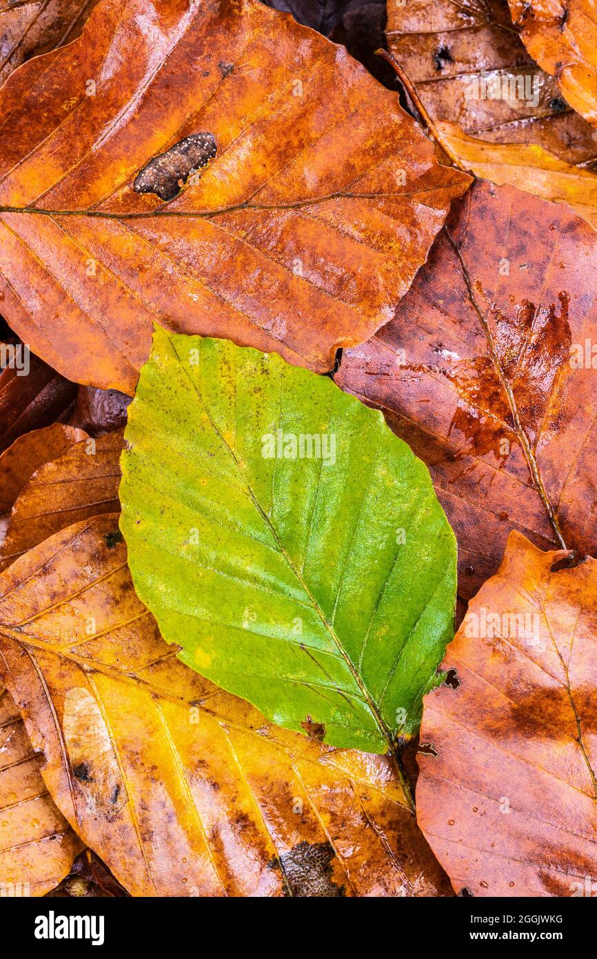 Last season leaf hi-res stock photography and images - Alamy