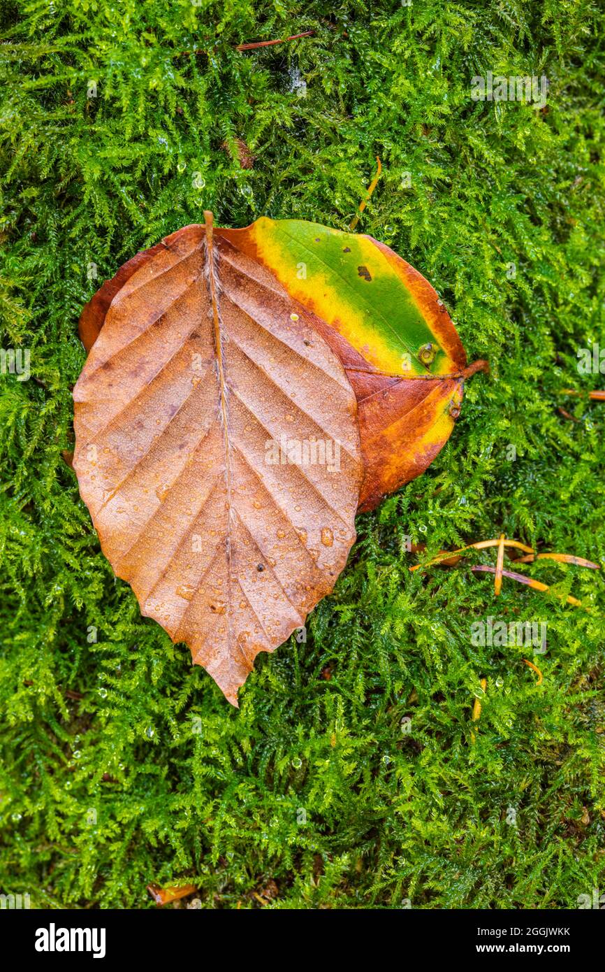 Last season leaf hi-res stock photography and images - Alamy