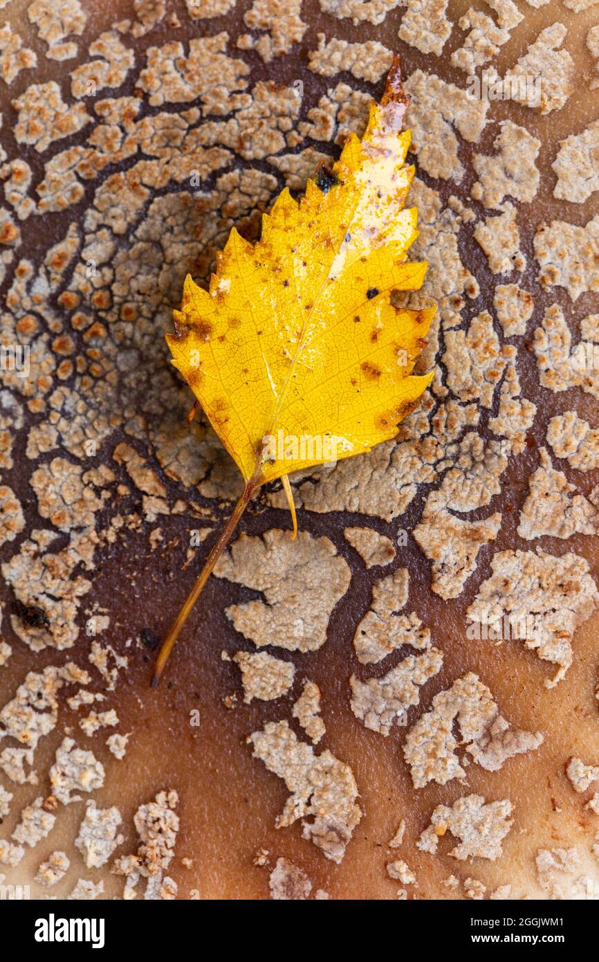 Last autumn leaf hi-res stock photography and images - Alamy