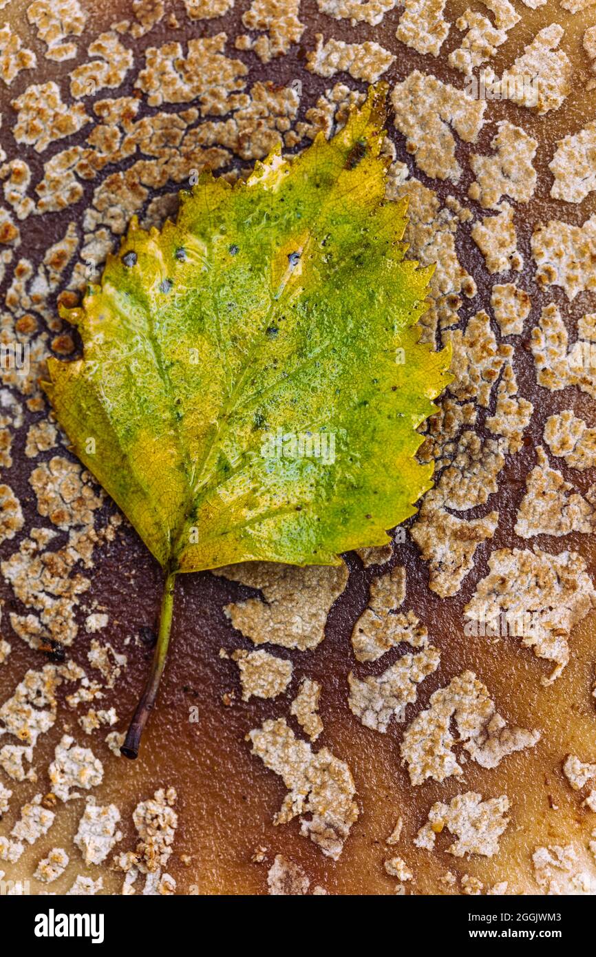 Last autumn leaf hi-res stock photography and images - Alamy