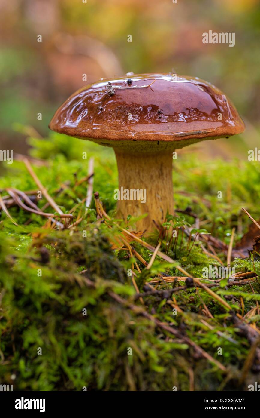 Bolet mushroom hi-res stock photography and images - Alamy