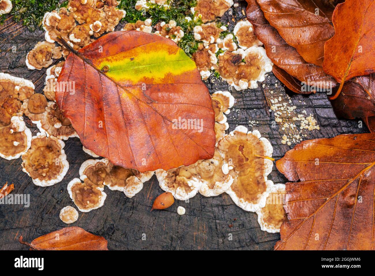 Last autumn leaf hi-res stock photography and images - Alamy