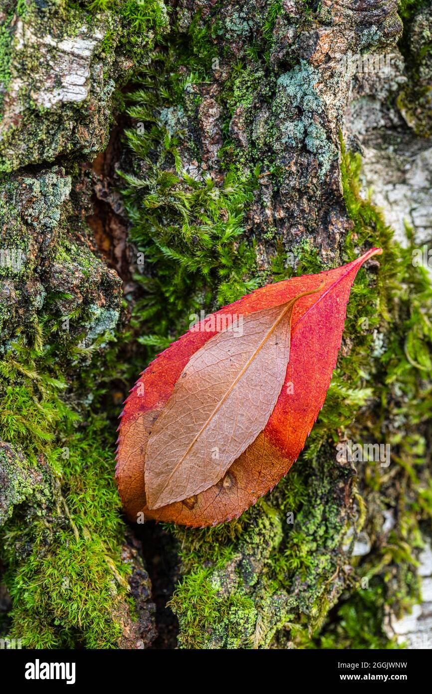 autumn colored leaves, close-up, nature in detail, forest still life ...