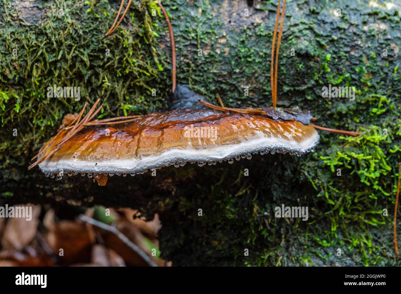 A tinder sponge grows on dead wood with guttation Stock Photo - Alamy