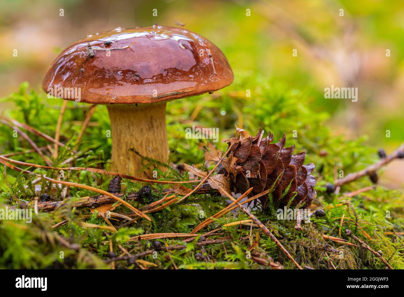 Chestnut bolet, close-up Stock Photo - Alamy