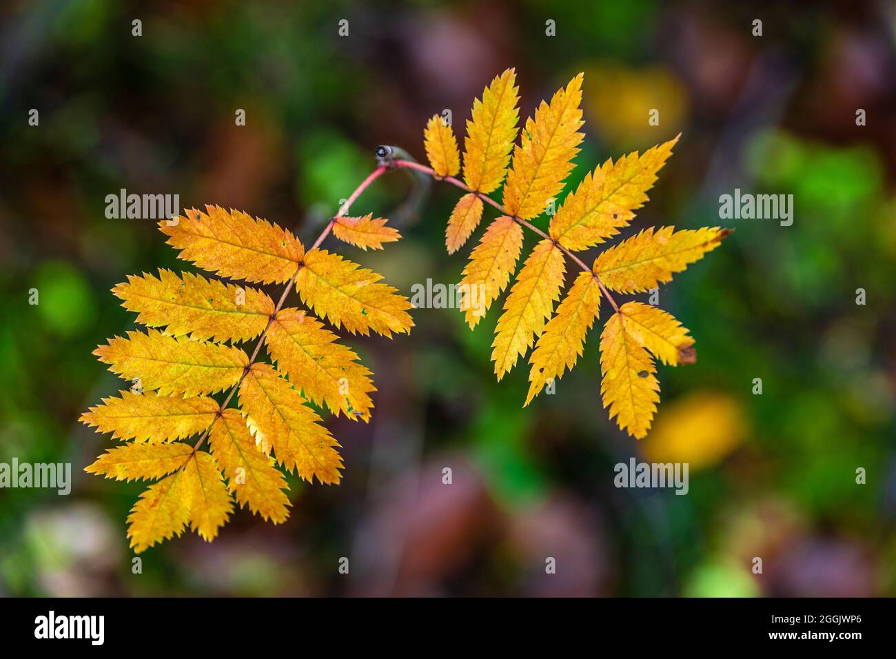 autumn colored leaves, close-up, nature in detail, forest still life ...