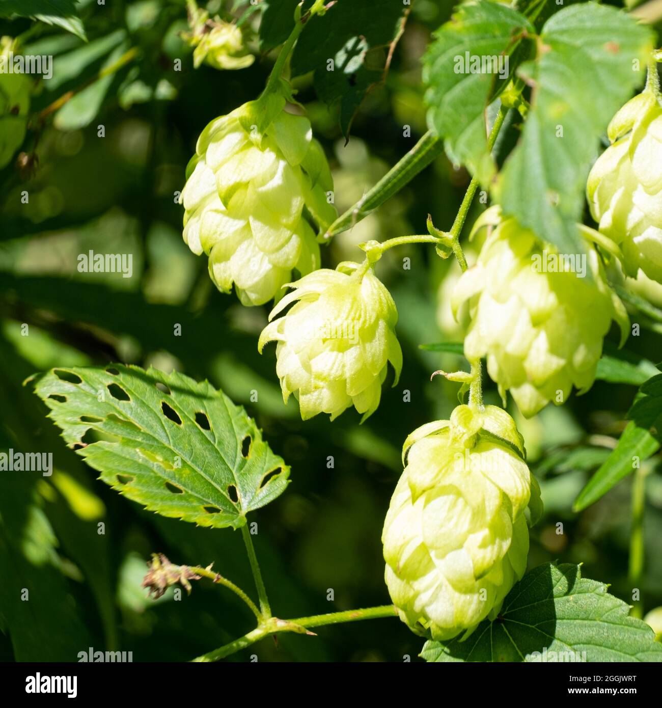 Cone of light hi-res stock photography and images - Alamy