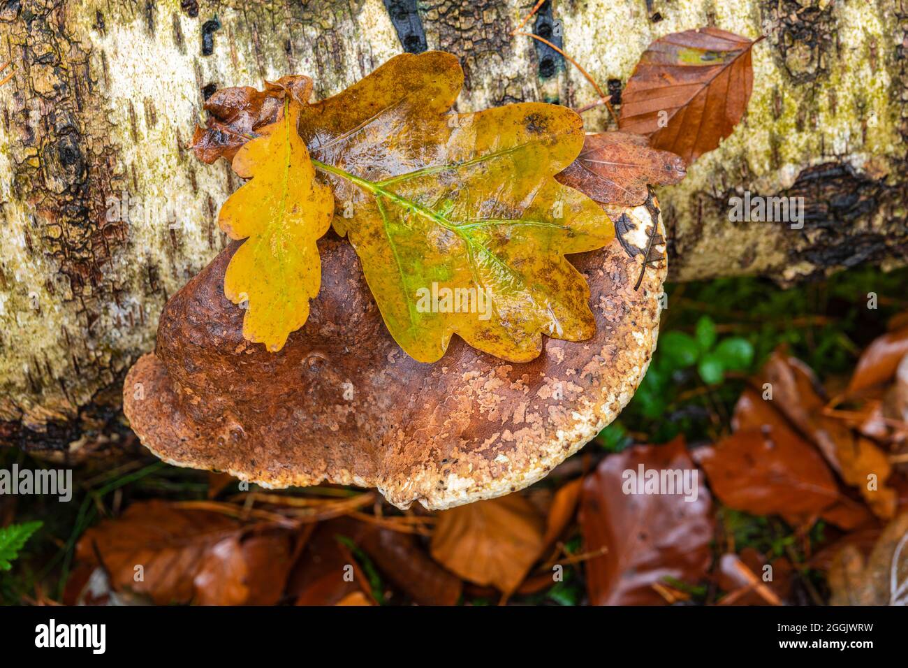 Birkenporling on dead wood, nature in detail Stock Photo - Alamy