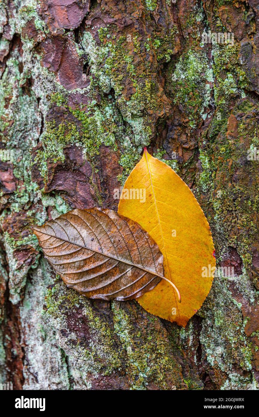autumn colored leaves, close-up, nature in detail, forest still life ...