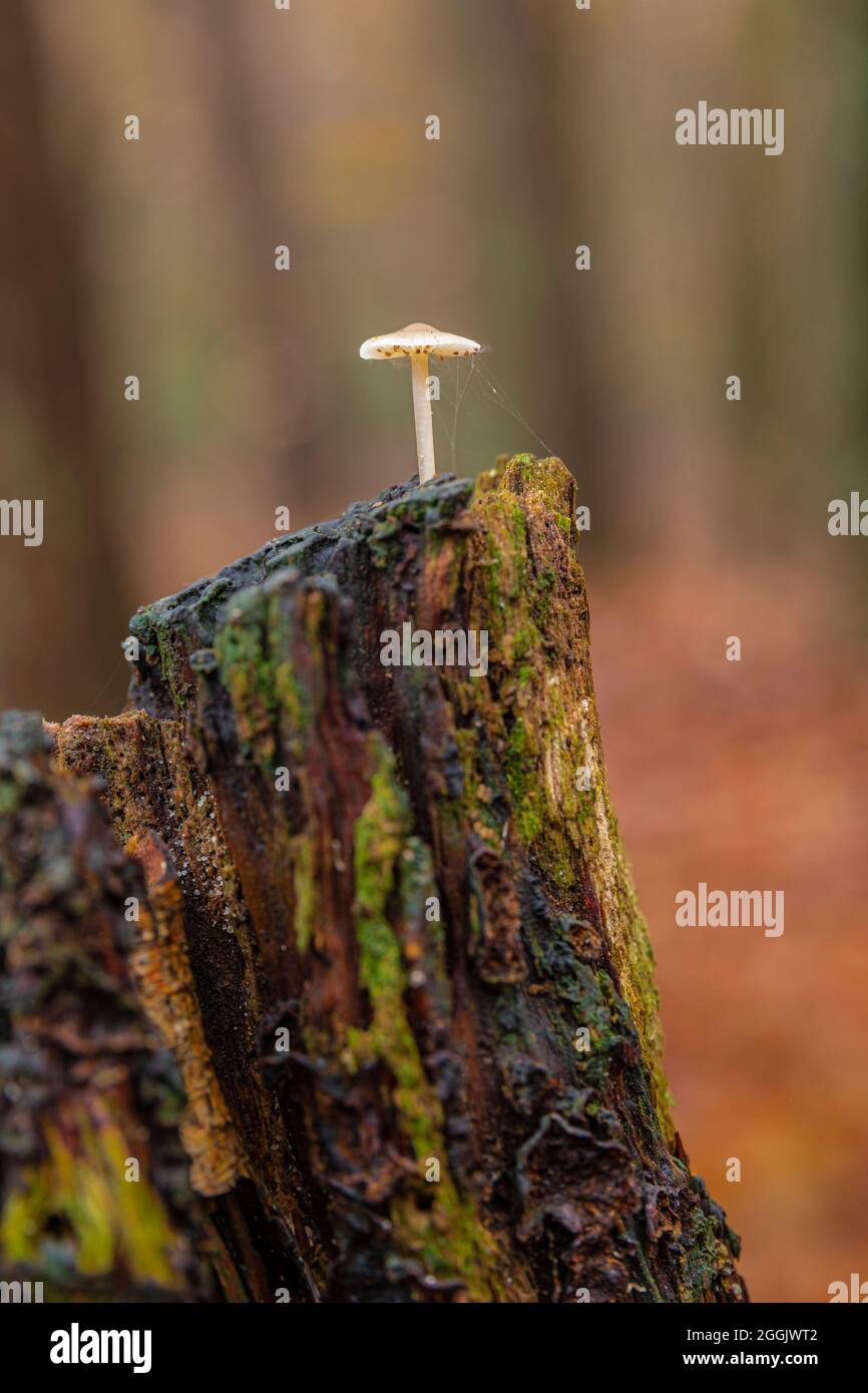 Fungus dead tree hi-res stock photography and images - Alamy