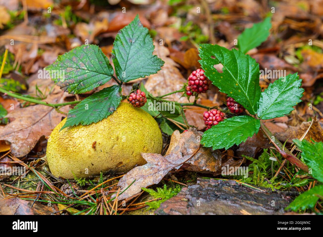 Potato bovist hi-res stock photography and images - Alamy
