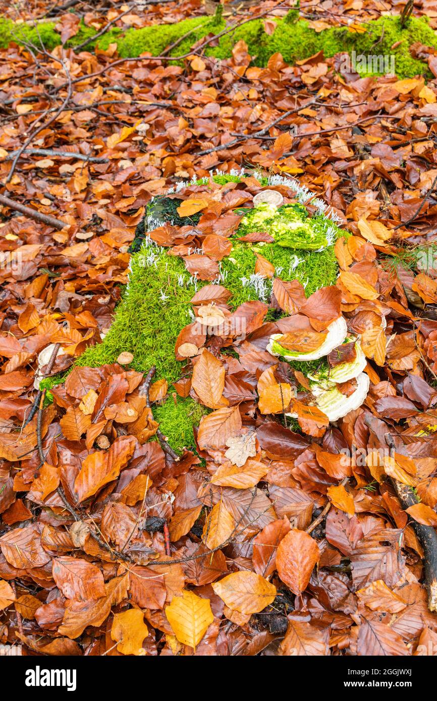 Forest floor in beech forest, tree stump, close-up Stock Photo - Alamy