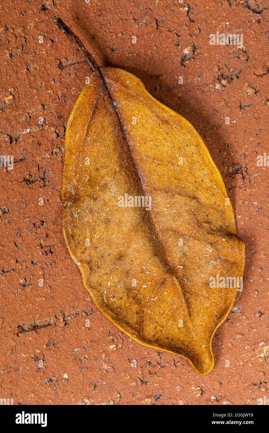 dried up leaf, still life Stock Photo - Alamy