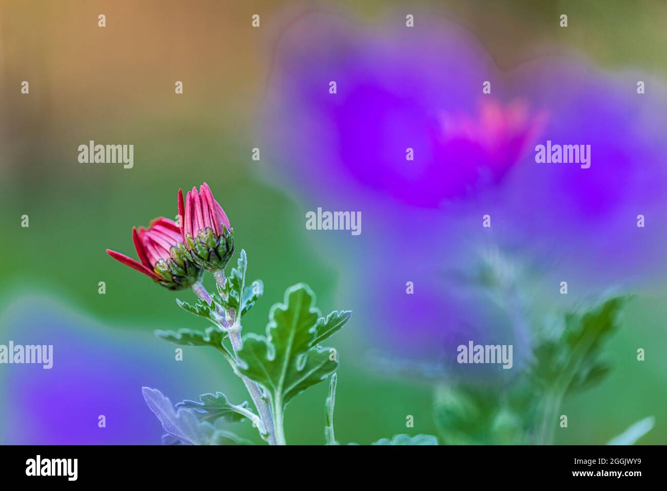 Chrysanthemum bud, bud popping Stock Photo - Alamy
