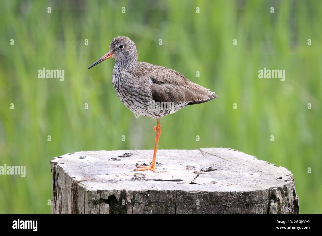 Redshank wader bird Stock Photo - Alamy