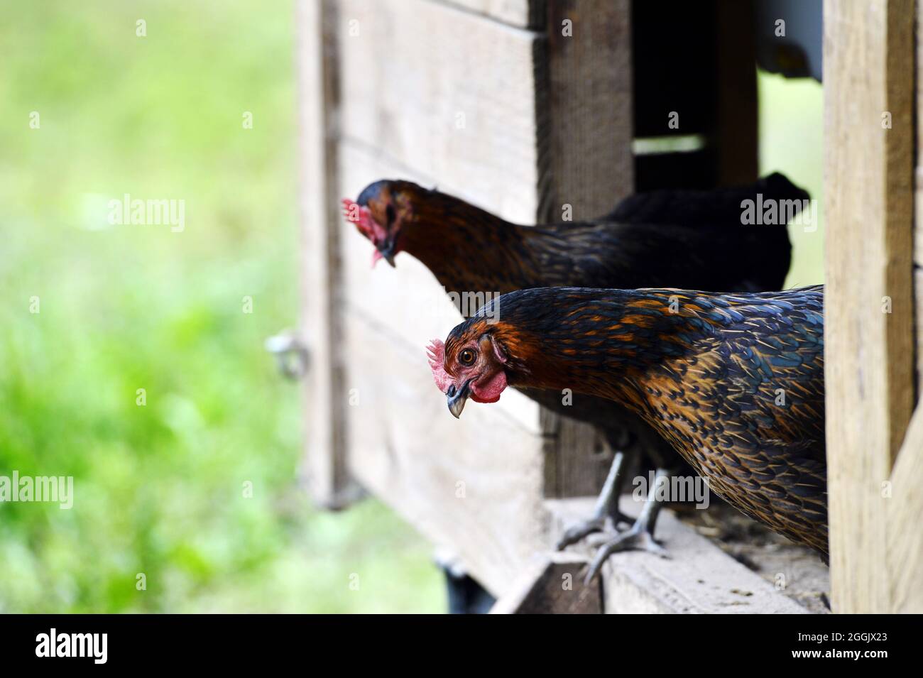 Marans Hen aka golden eggs hen in a farm - Lot - France Stock Photo - Alamy