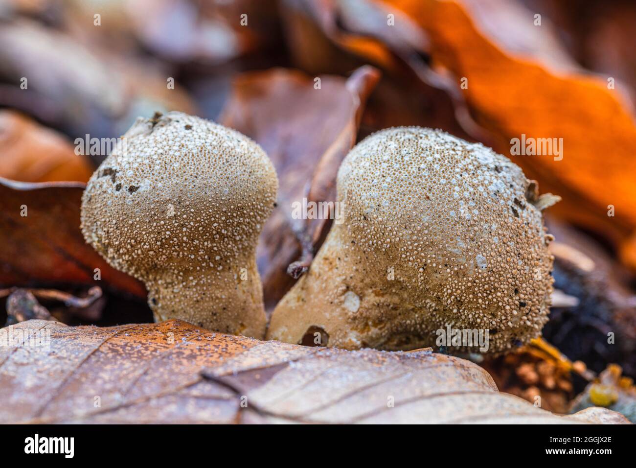Potato bovist hi-res stock photography and images - Alamy