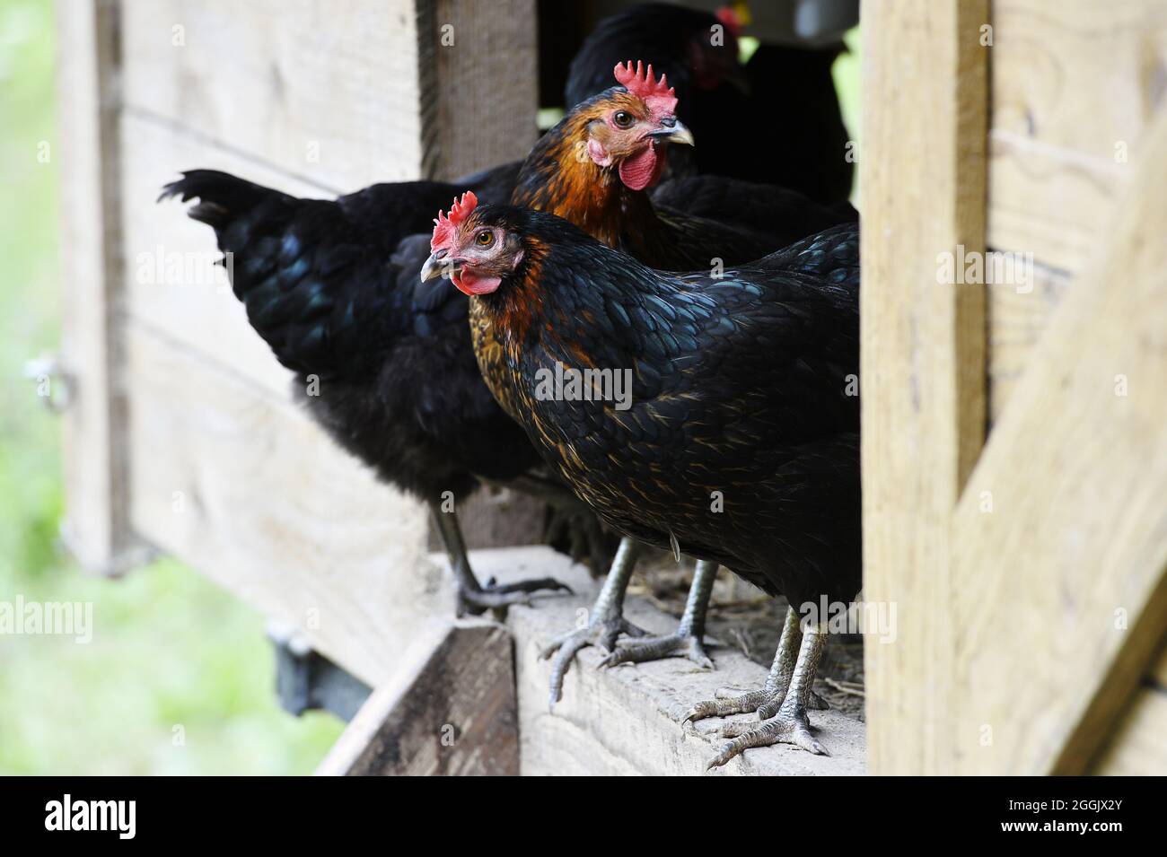 Golden maran chicken hi-res stock photography and images - Alamy